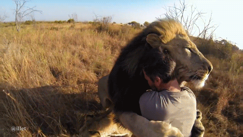 Lion Hug Gif Tumblr