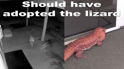 Lizards GIF on GIFER - by Samugul
