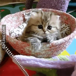 Spring basket cat GIF on GIFER - by Mara