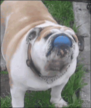 The drop GIF on GIFER - by Shajar