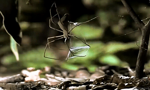 Gif Araña Comiendo Pájaro Araña Hacendosa, La. Carle, Eric. Libro