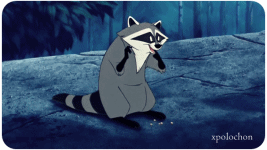 Meeko GIF on GIFER - by Gravelshade