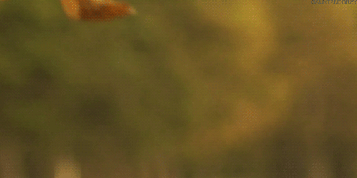 Fall season fall orange GIF on GIFER - by Iangda
