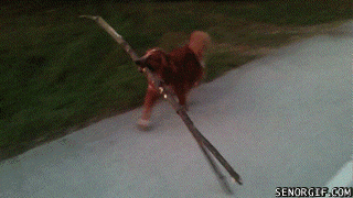 Carrying animals fail GIF on GIFER - by Ianrdin