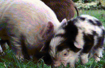 Gif De Mono Bebé Montado En Un Cerdo Video De Cerdo Arriba Del Techo