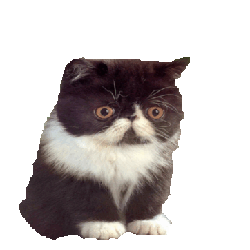 Transparent animals animal GIF on GIFER - by Gholbirin