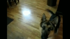 Cat animals GIF on GIFER - by Kikazahn