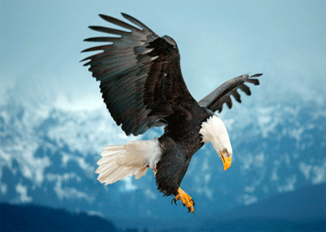 Great Animated Eagle Gifs At Best Animations 30 Great Military