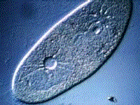 Biology GIF on GIFER - by Tauzuru