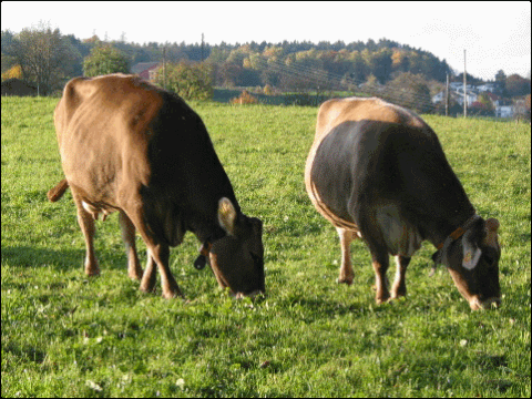 GIF cows - animated GIF on GIFER - by Sternpick