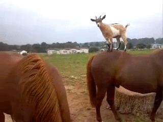 GIF mgs5 metal gear metal gear solid v - GIF animado en GIFER - de Coge