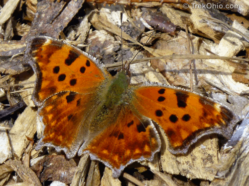 Butterfly GIF on GIFER - by Morlulace