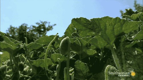Seed plant GIF on GIFER - by Brightstone