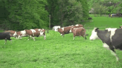 Cows GIF on GIFER - by Silverredeemer