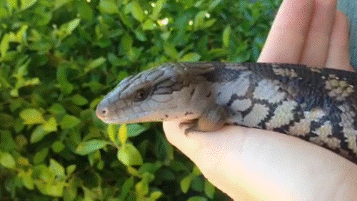 Reptiles GIF on GIFER - by Kazraktilar