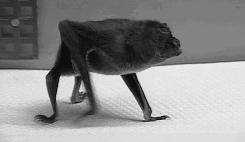 Ealking furry fledermaus GIF auf GIFER - von Andromagas