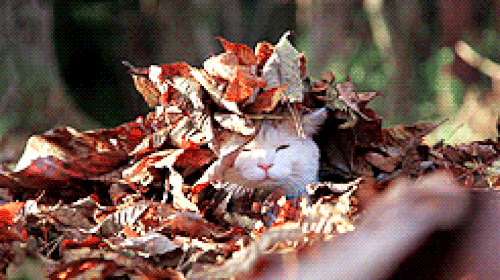 GIF autumn - animated GIF on GIFER - by Aulanim