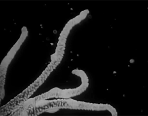 Biology GIF on GIFER - by Ballador