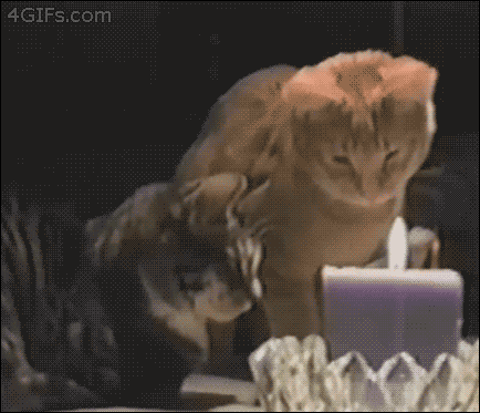 Candle animals cat GIF on GIFER - by Felhann