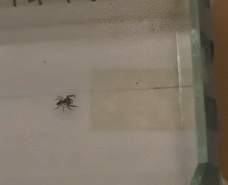 Mirror spider GIF on GIFER - by Ariron