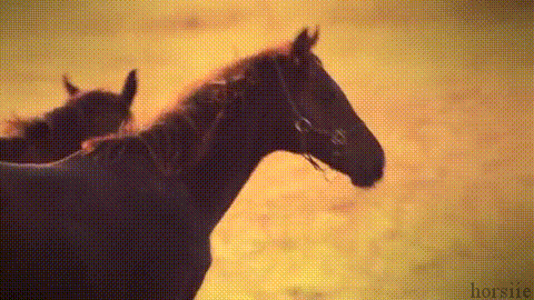 Gif Animé De Cheval Courant Gifs Animés Cheval Horses Animated