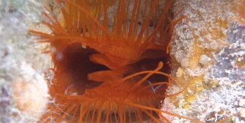 GIF clam disco tune - animated GIF on GIFER - by Kadar