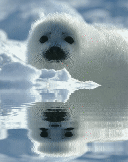 Baby Sea Lion Gif