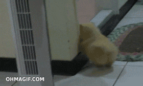 Puppy fail funny animals GIF on GIFER - by Nalmeghma