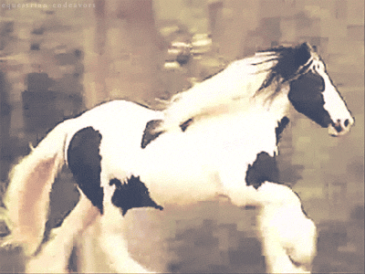 Gif Animé De Cheval Courant Gifs Animés Cheval Horses Animated