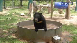 GIF animals cute summer - animated GIF on GIFER - by Arazahn