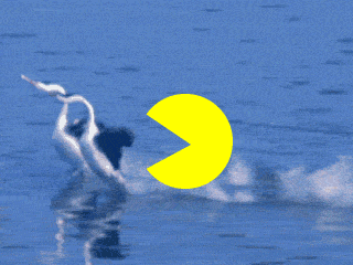 GIF pacman bird mash up - animated GIF on GIFER - by Redmane
