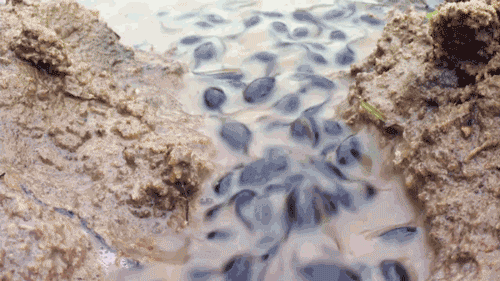 Biology tadpoles nature GIF on GIFER - by Taushura