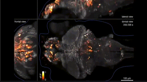 Biology brain GIF on GIFER - by Arashim