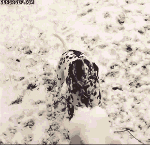 Snow dogs GIF on GIFER - by Morlulv