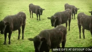 Cows GIF on GIFER - by Momuro