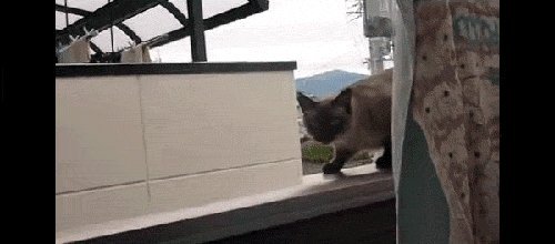 Гифка барак обама frogman original the cat is fine гиф картинка ...