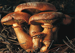 Biology GIF on GIFER - by Raineye