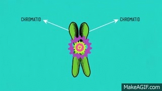 GIF biology - animated GIF on GIFER - by Buzardin