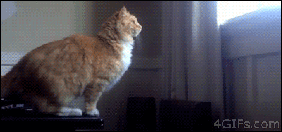 Gif Divertido De Gato Saltando Gato Silueta Corriendo , Motion