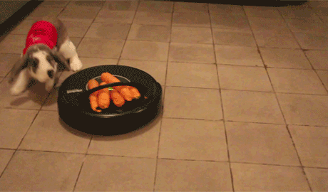 Carrot rabbit roomba GIF on GIFER - by Mat