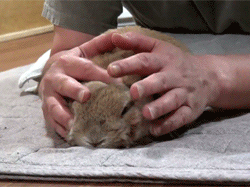 Animals rabbit GIF on GIFER - by Whiteeye