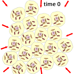 Biology GIF on GIFER - by Grakelv