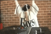 GIF cat dj tampa bay rays - animated GIF on GIFER - by Mazuzragore