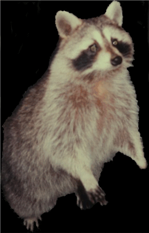 Racoon GIF on GIFER - by Bagas