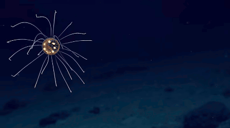 GIF deep sea - animated GIF on GIFER - by Gall