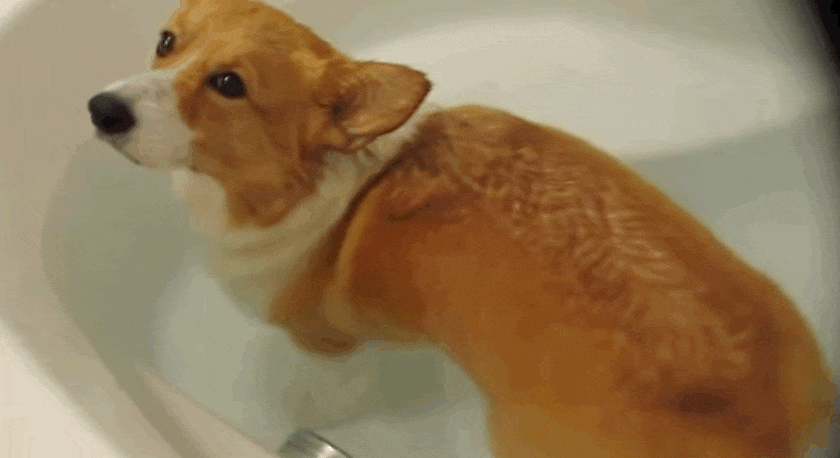 Corgi Gif Omfg