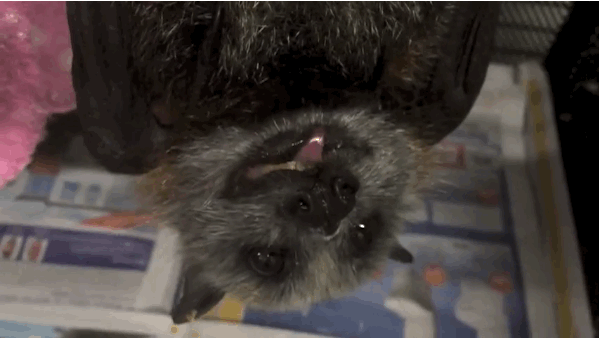 Gif De Chauves Souris Frugivores Mignonnes Une Chauve Souris Frugivore