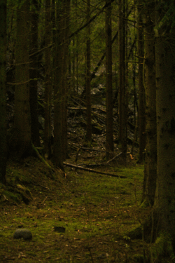 Forest GIF on GIFER - by Aurinius