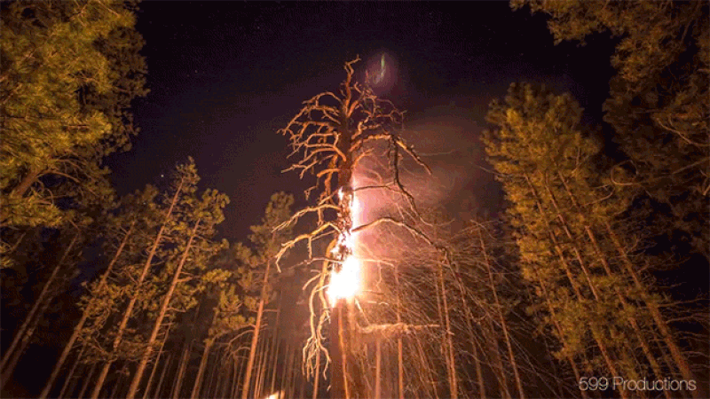 Forest GIF on GIFER - by Gogore