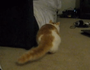Cat cat butt wiggling GIF on GIFER - by Truestaff